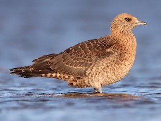 Parasitic Jaeger - eBird