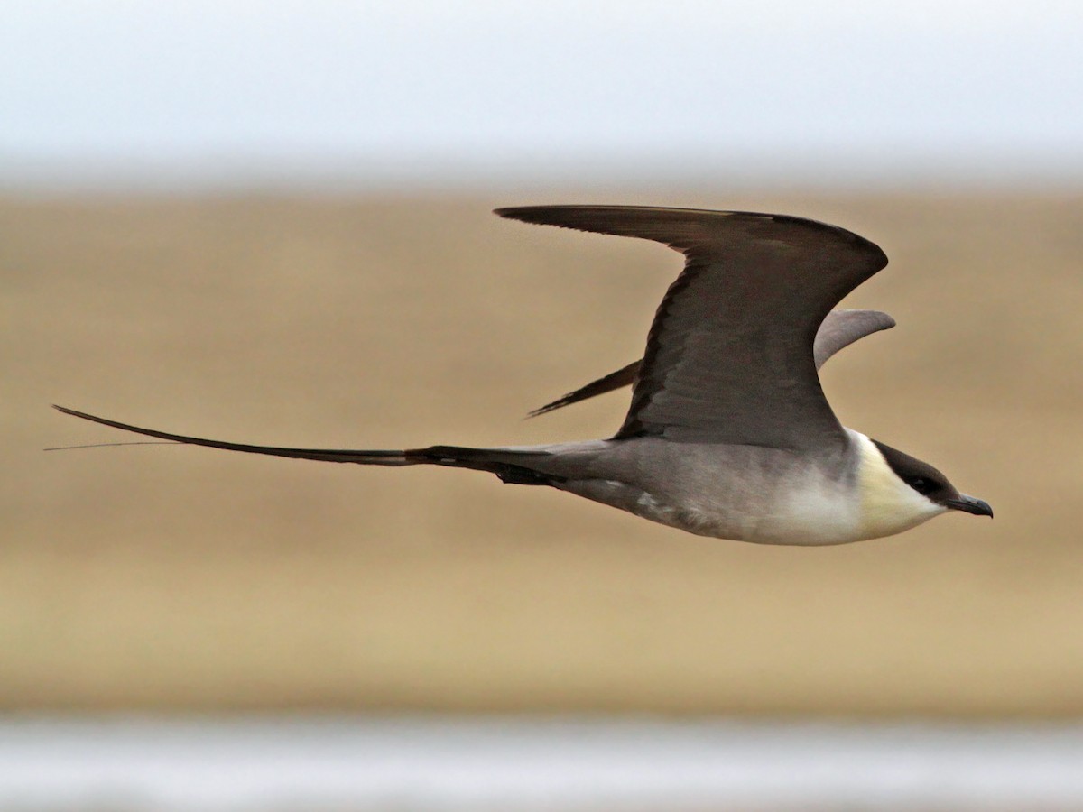 Skuas and Jaegers Overview | BirdWise ID Quizzes