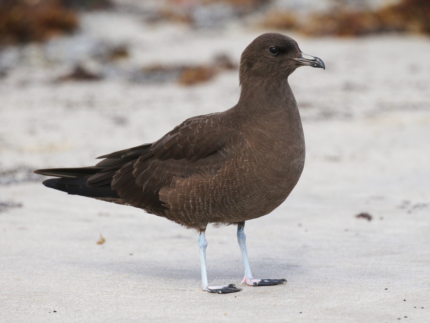 Long-tailed Jaeger - eBird