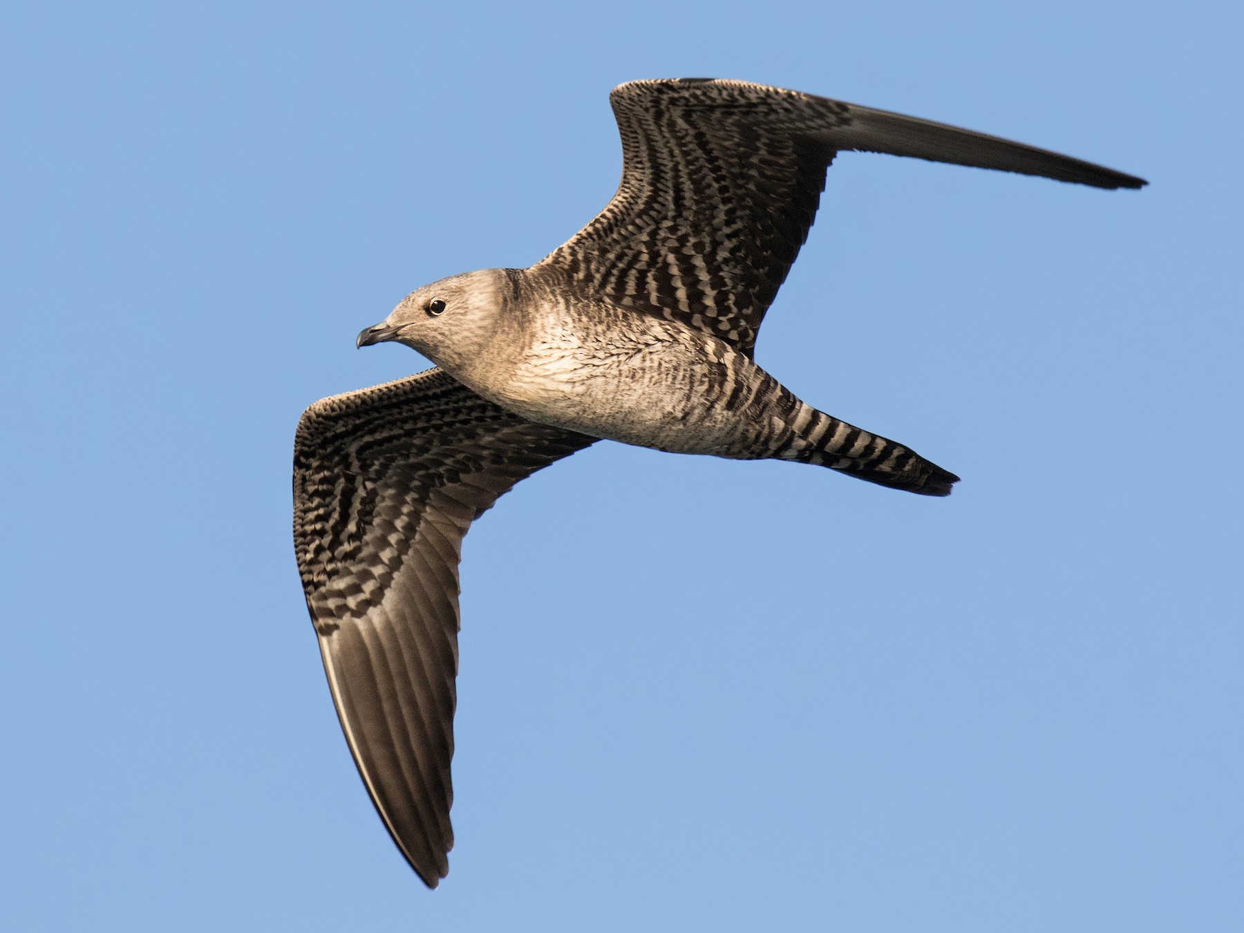 Long-tailed Jaeger - eBird