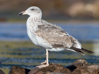 Yellow-footed Gull - eBird