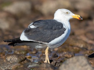 Yellow-footed Gull - eBird