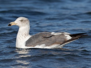 Yellow-footed Gull - eBird