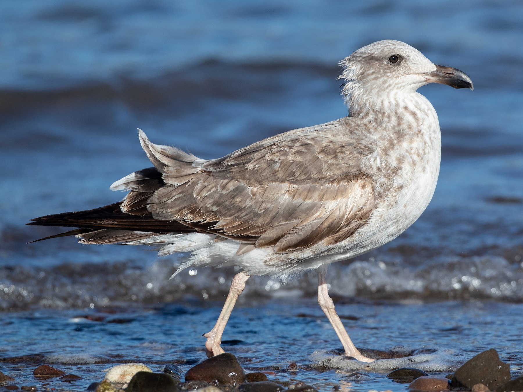 Yellow-footed Gull - eBird