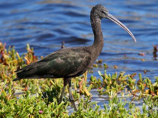 Glossy Ibis Range Map