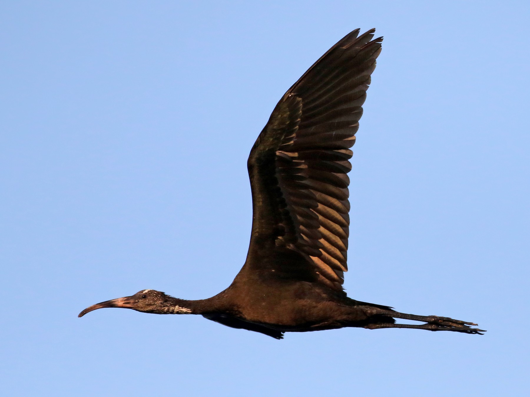 Glossy Ibis Range Map