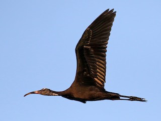 Glossy Ibis - eBird