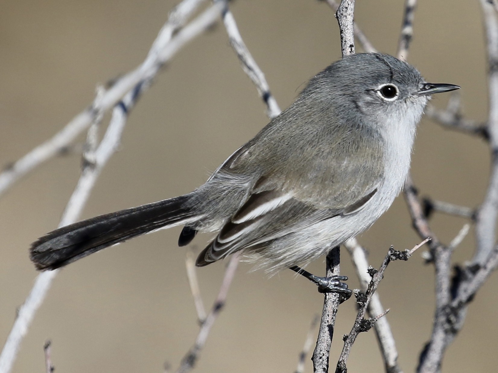 Black-tailed Gnatcatcher - eBird