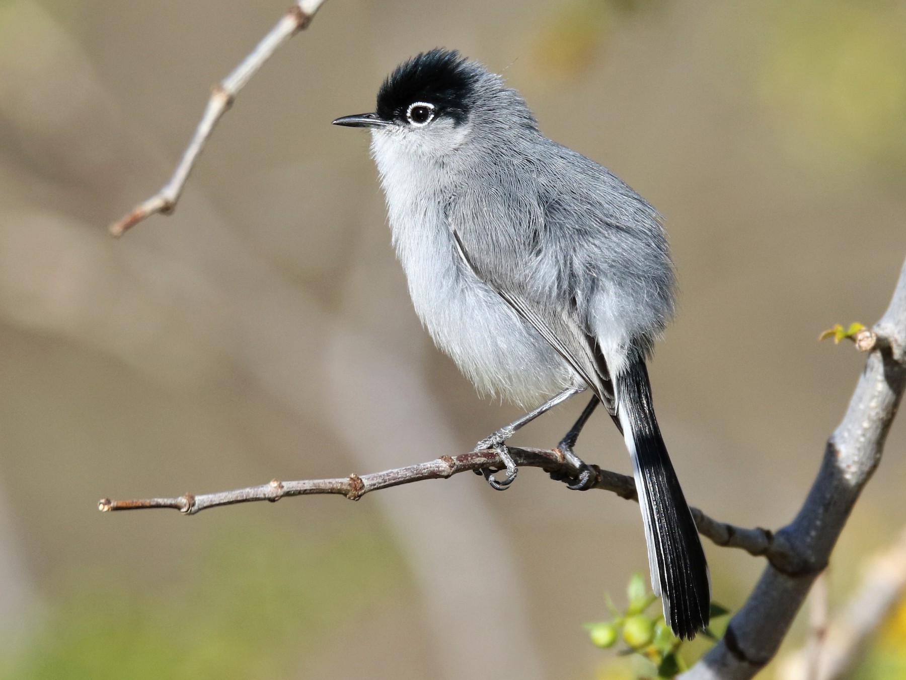 Black Tailed Gnatcatcher