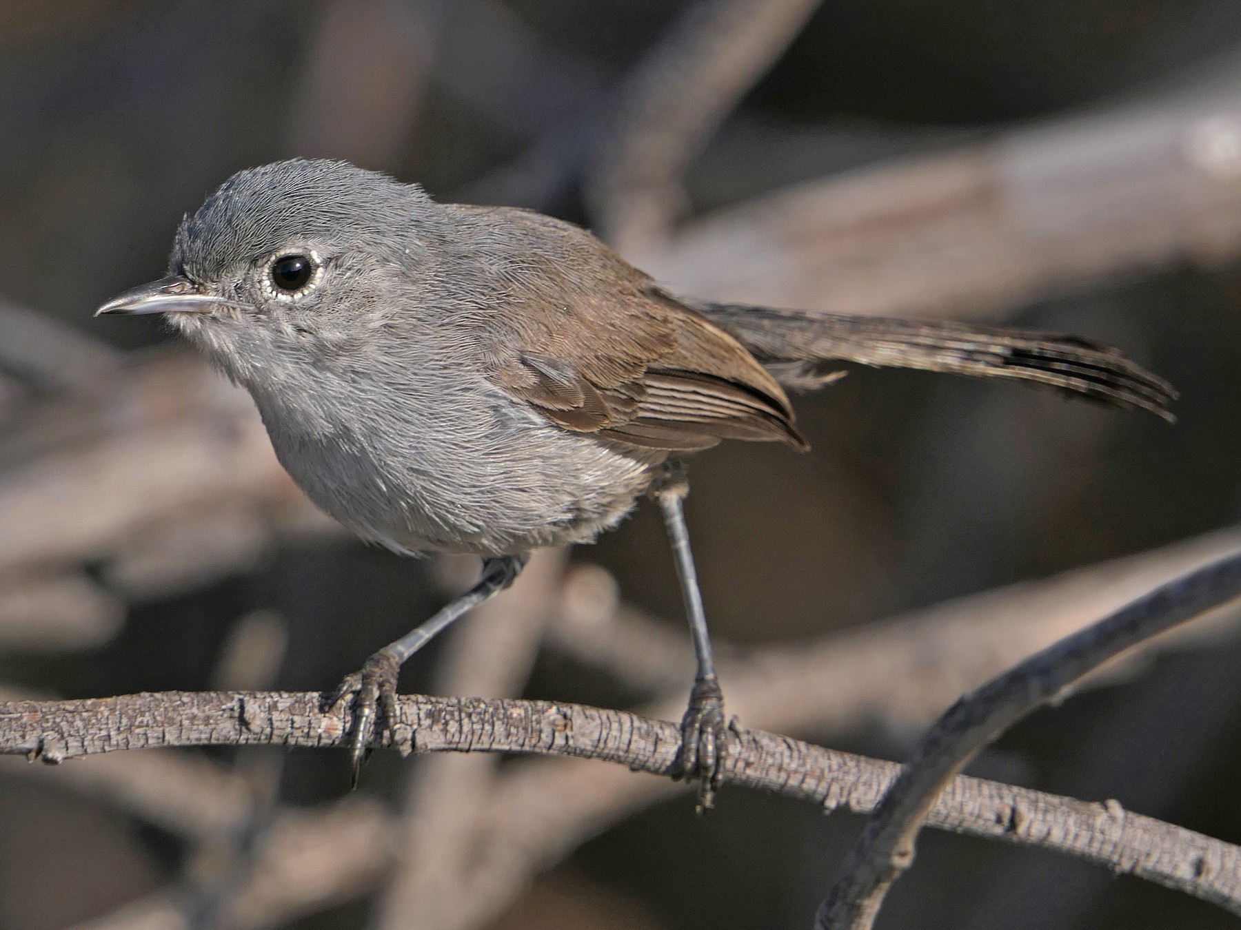 California Gnatcatcher - eBird