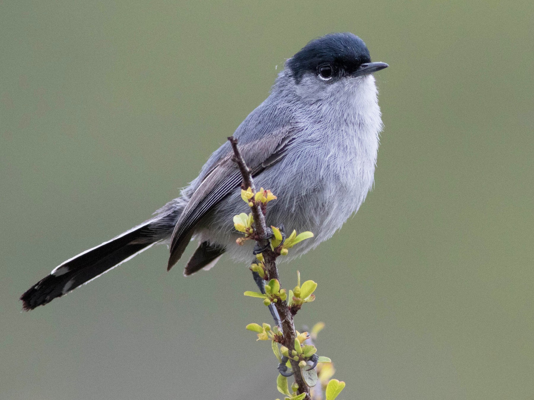 California Gnatcatcher - eBird