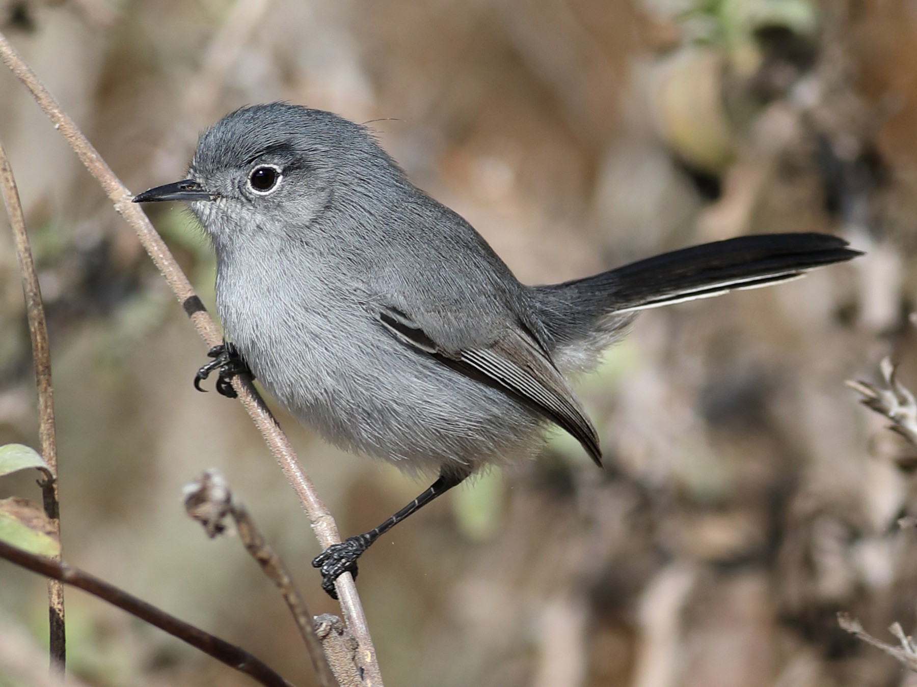 California Gnatcatcher - eBird