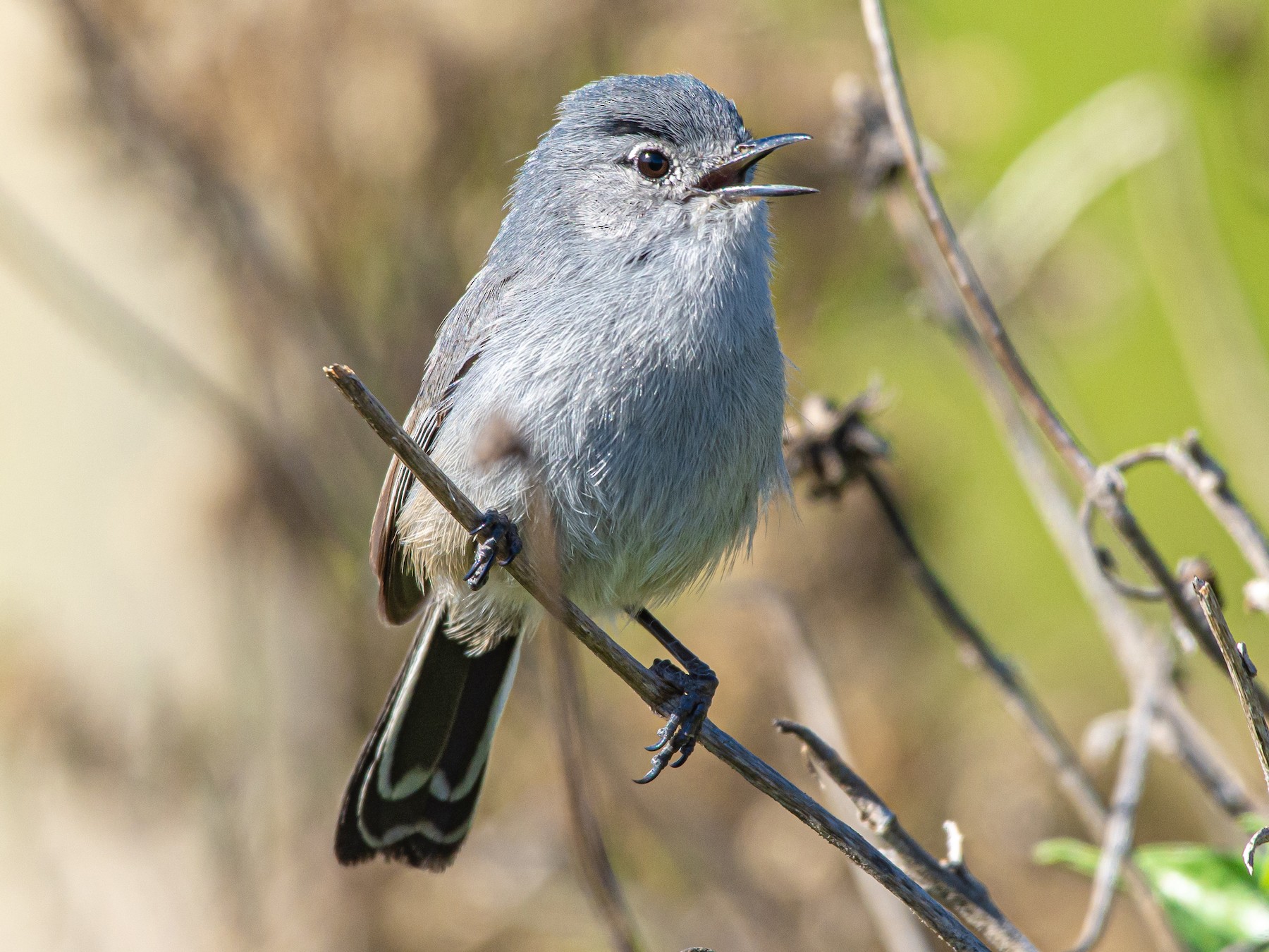California Gnatcatcher - eBird