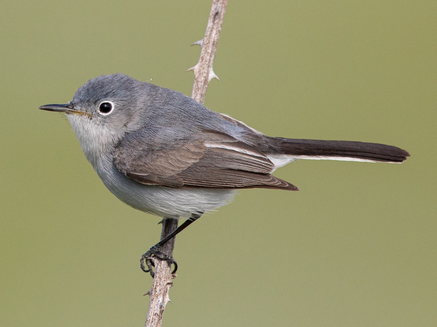 Blue-gray Gnatcatcher - eBird