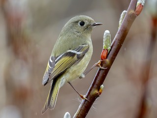 Ruby-crowned Kinglet - eBird