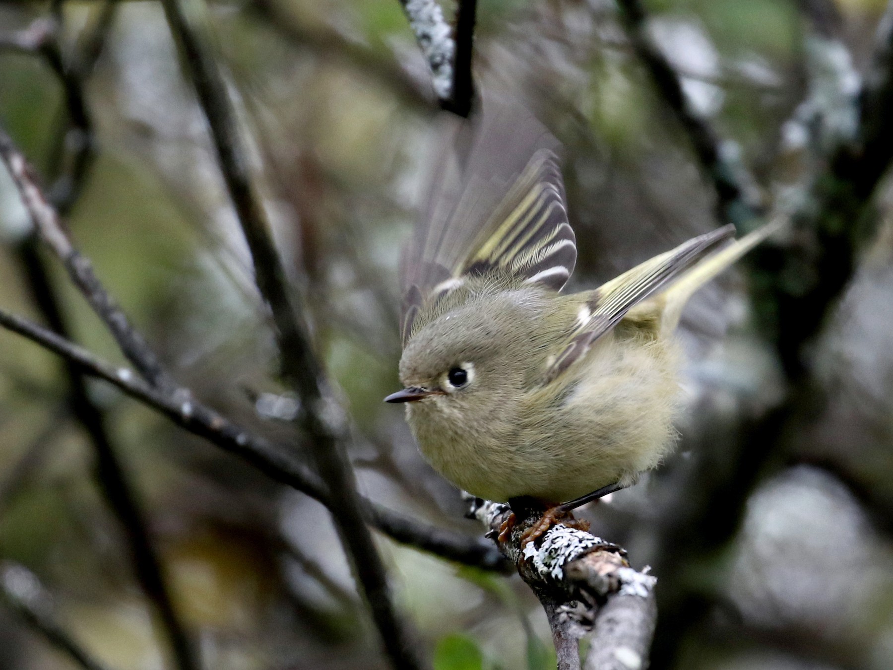 Ruby-crowned Kinglet - eBird