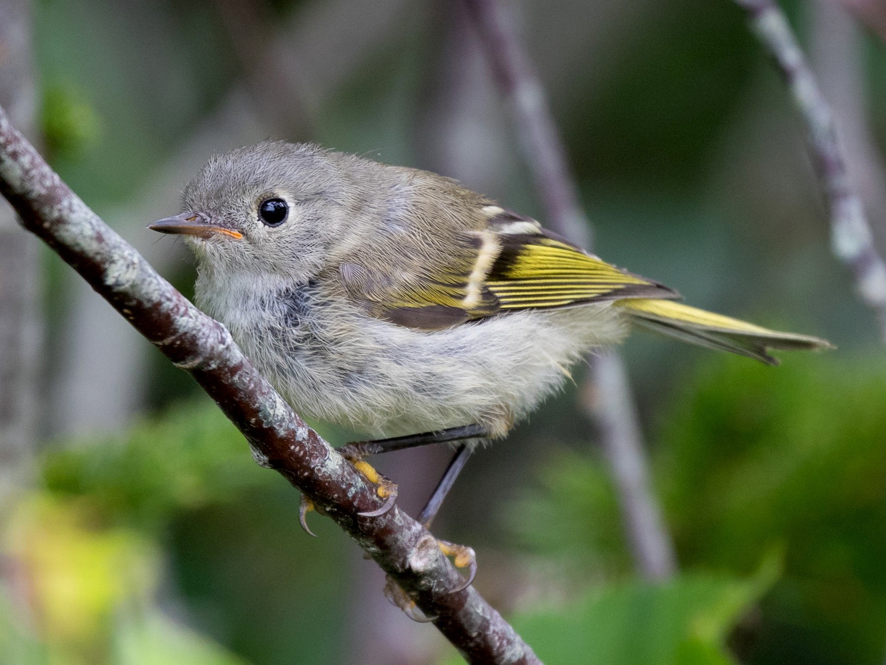 Ruby-crowned Kinglet - eBird