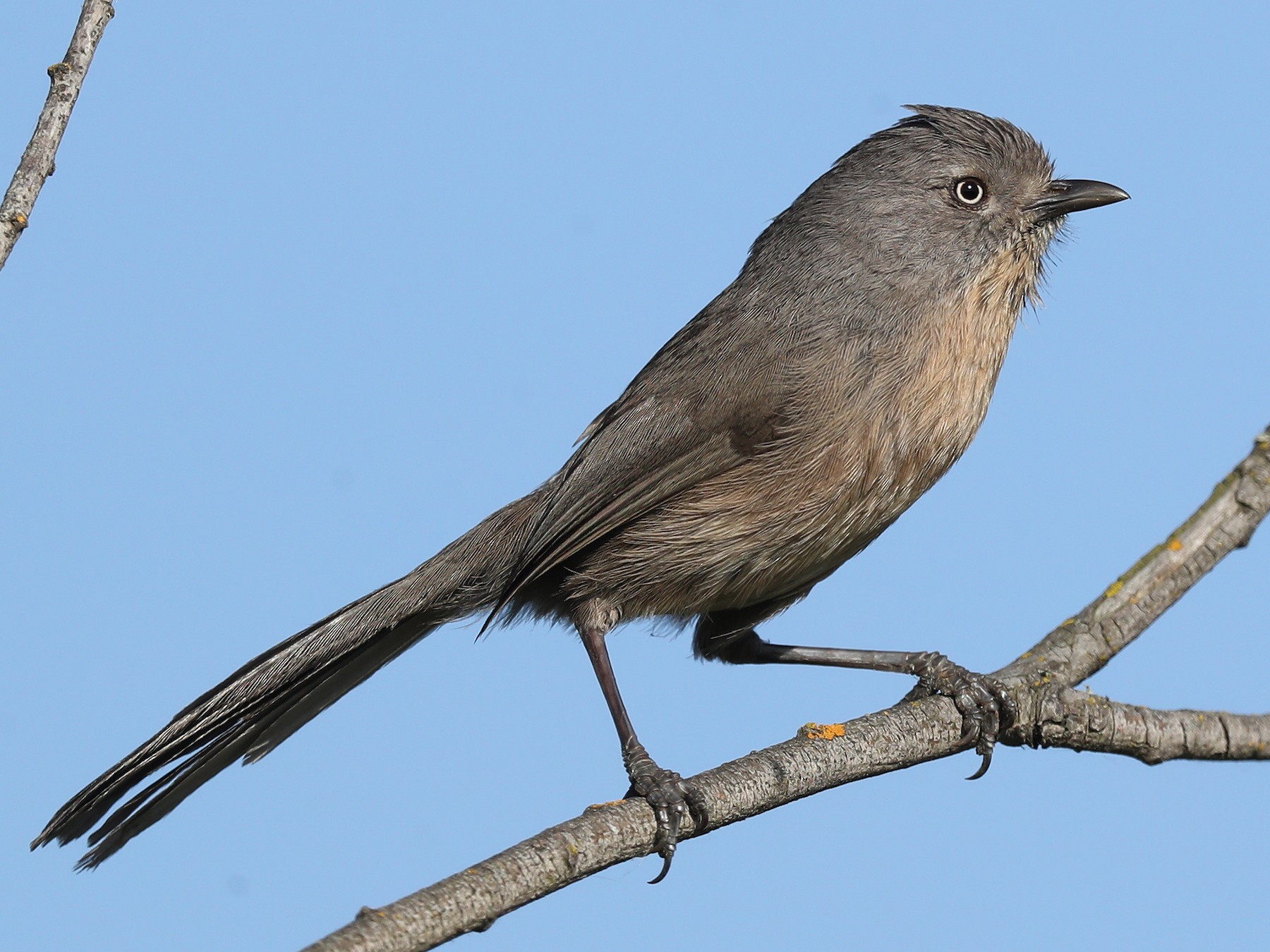 Wrentit - eBird