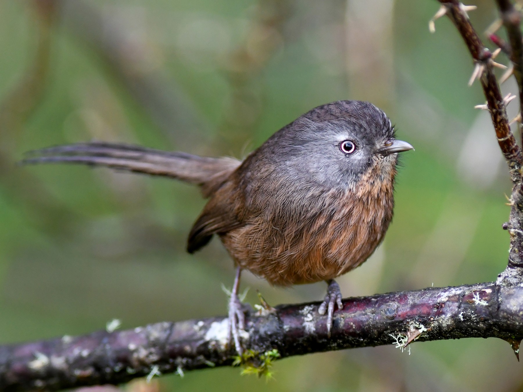 Wrentit - eBird