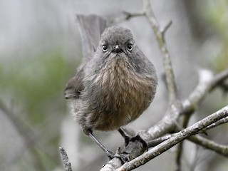 Wrentit - eBird