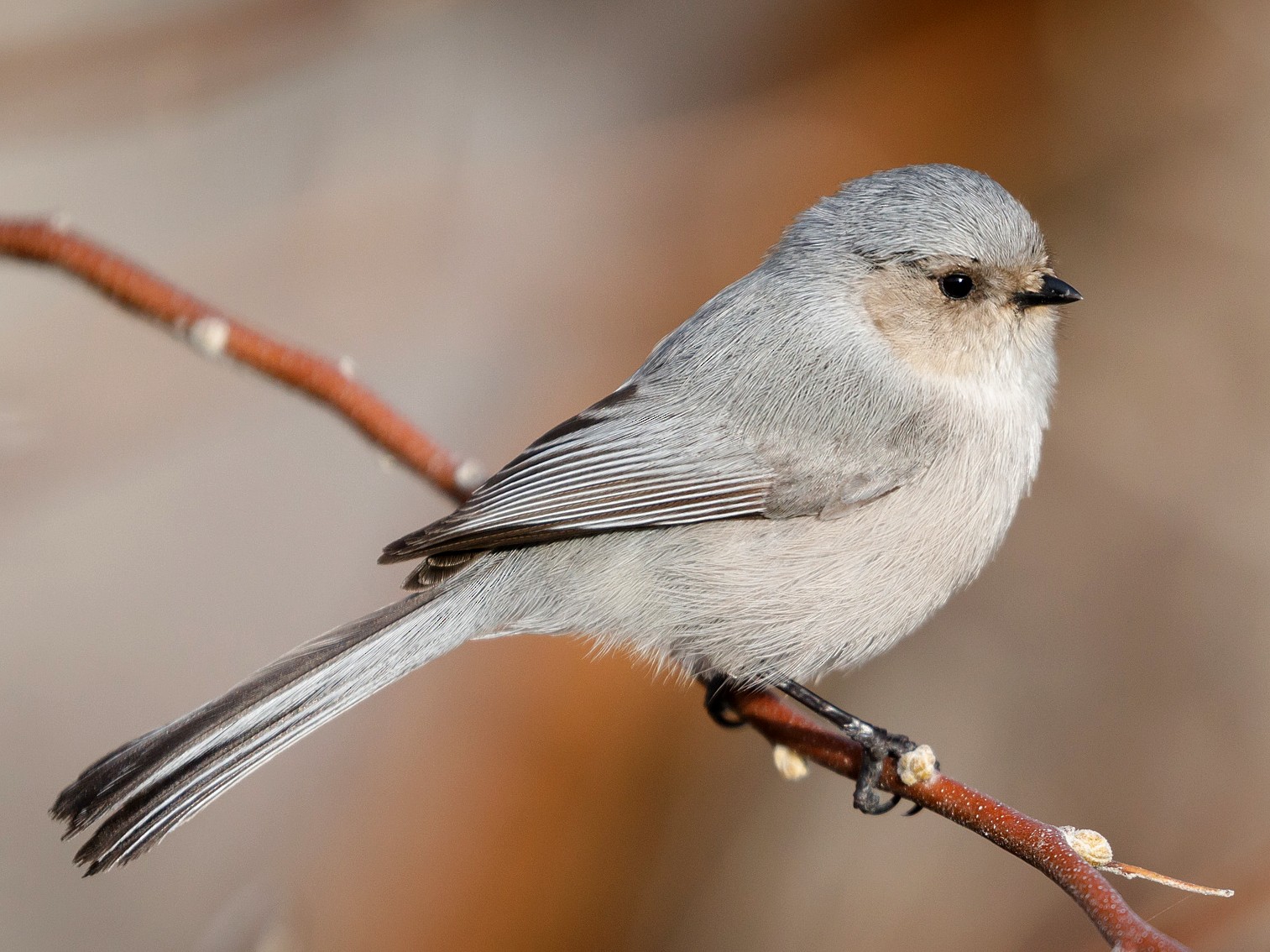 Bushtit - eBird