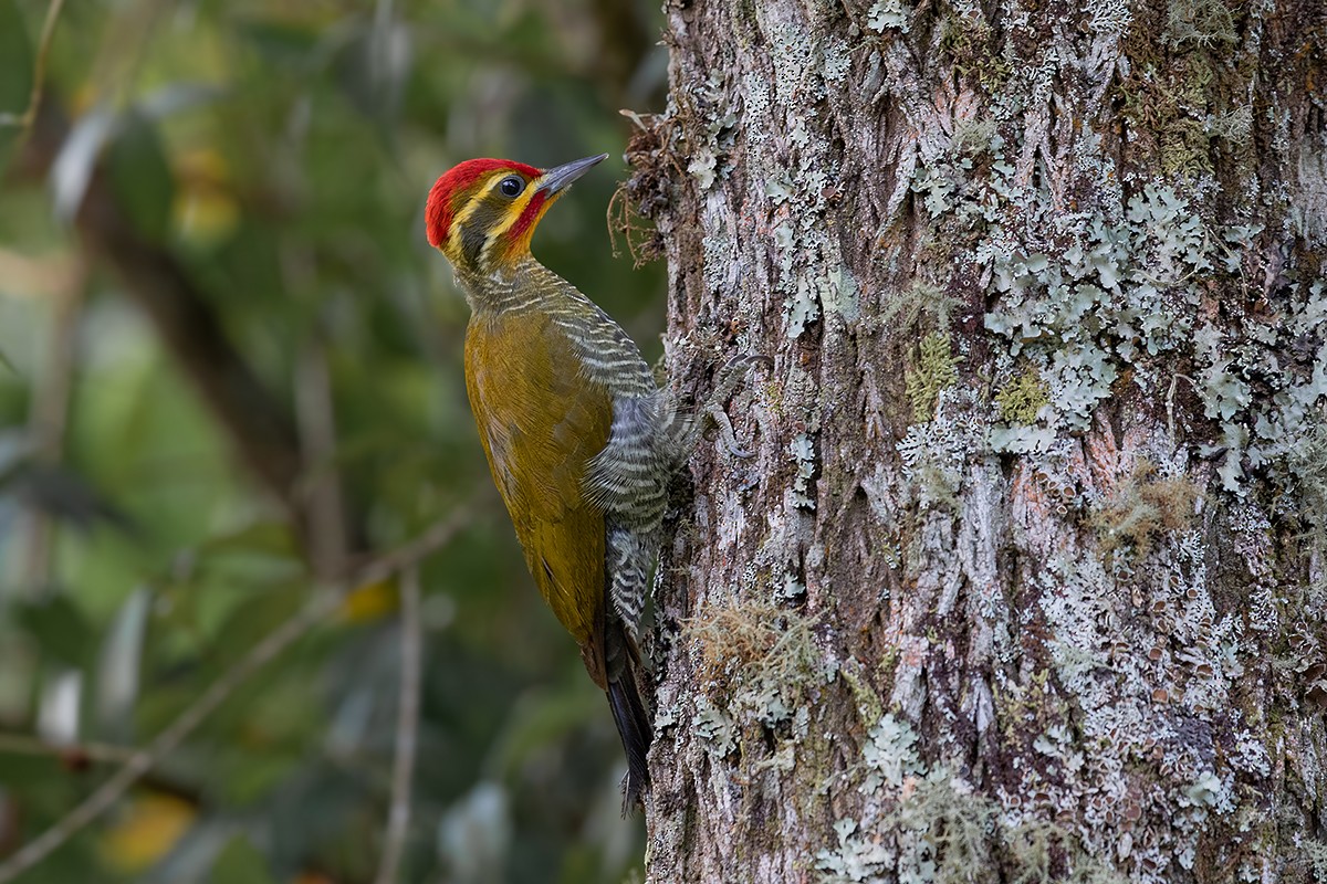 White-browed Woodpecker - Piculus aurulentus - Birds of the World