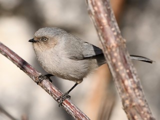 Bushtit - eBird