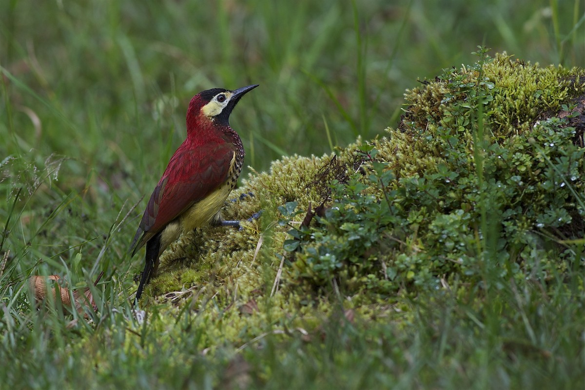 Crimson-mantled Woodpecker - Colaptes rivolii - Birds of the World