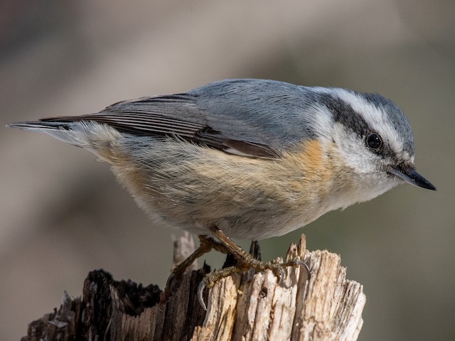 Red Breasted Nuthatch Flying