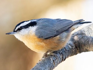 Red-breasted Nuthatch - eBird