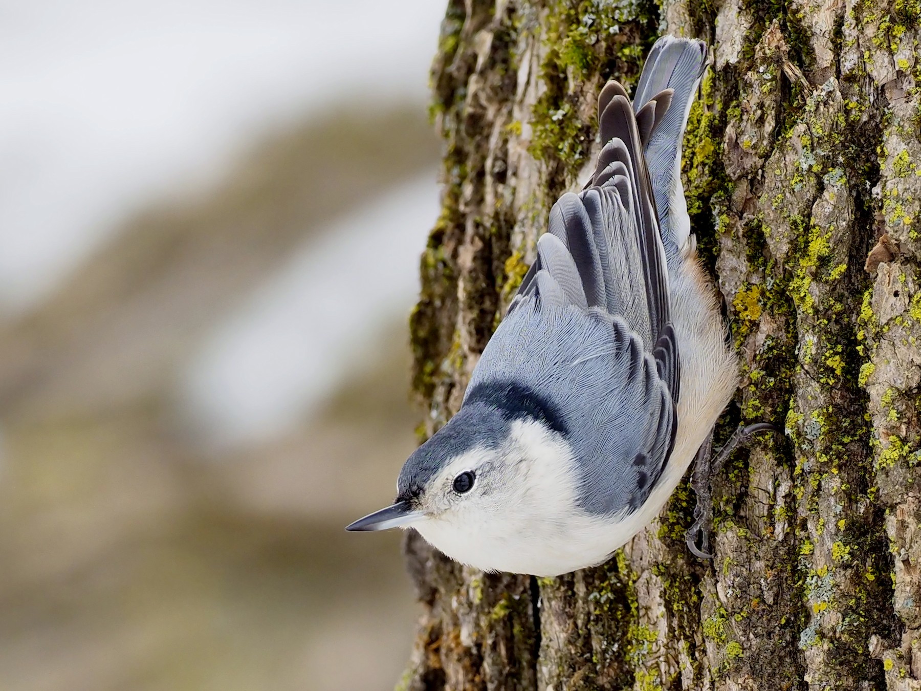 White-breasted Nuthatch - eBird