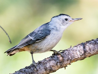 White-breasted Nuthatch - eBird