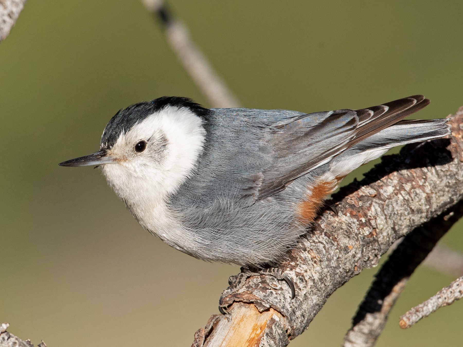 White-breasted Nuthatch - eBird