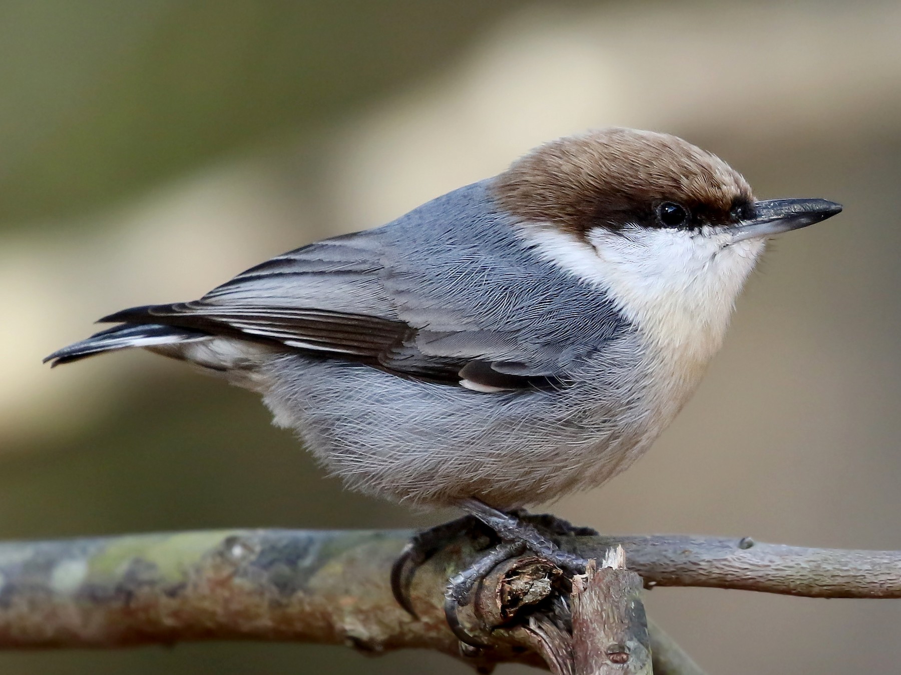 Brown-headed Nuthatch - eBird