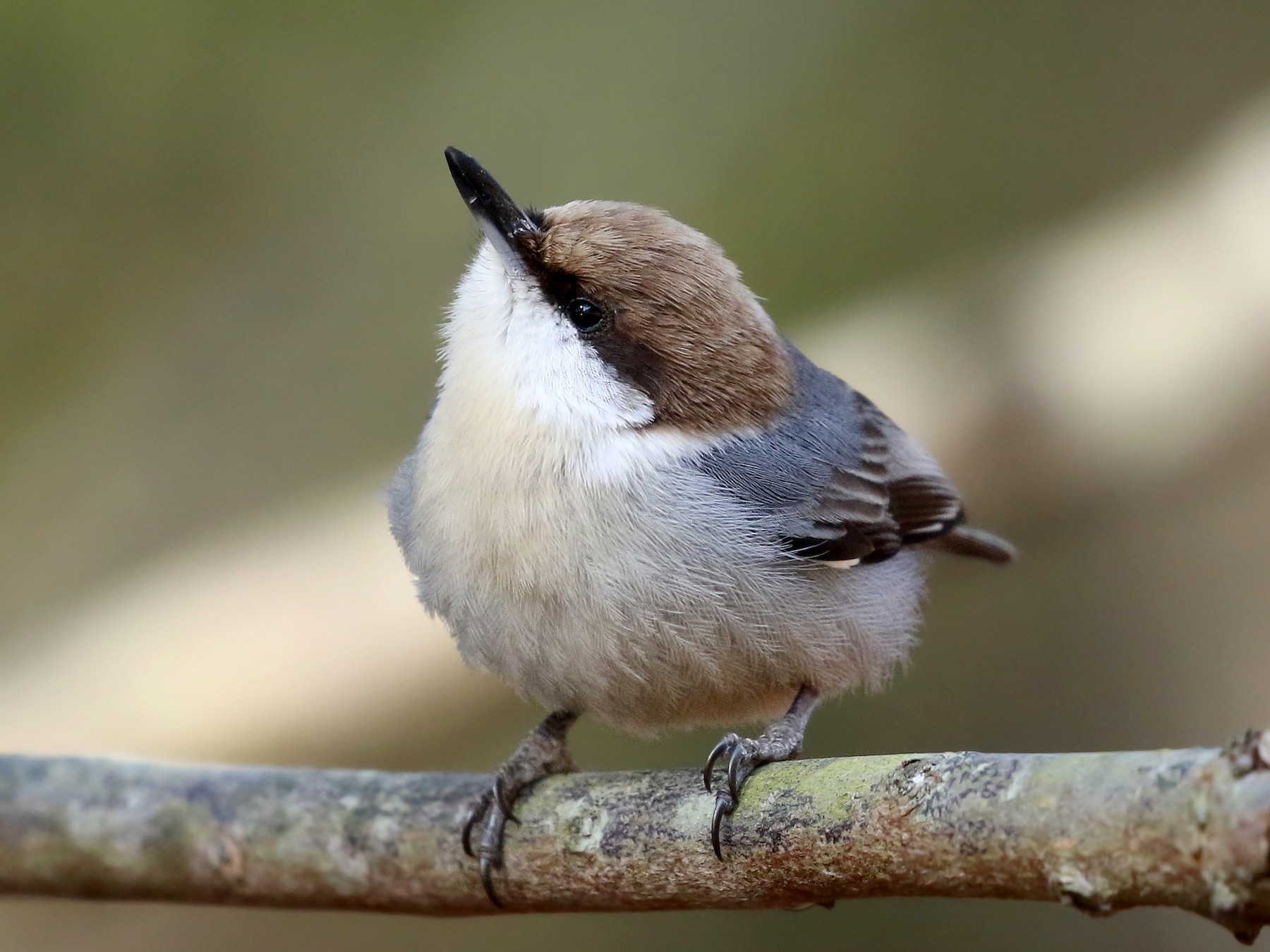 Brown-headed Nuthatch - eBird