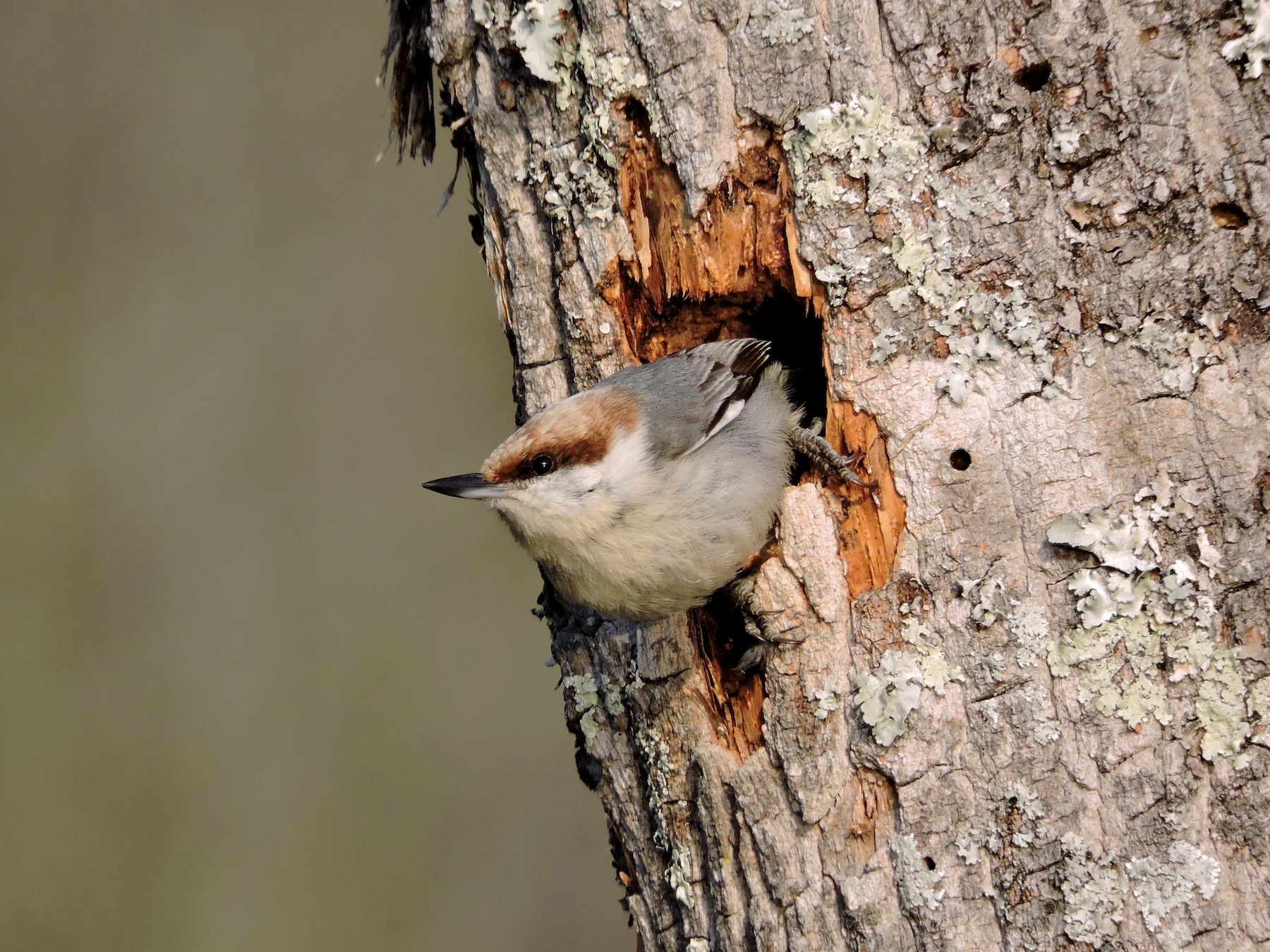 Brown Headed Nuthatch
