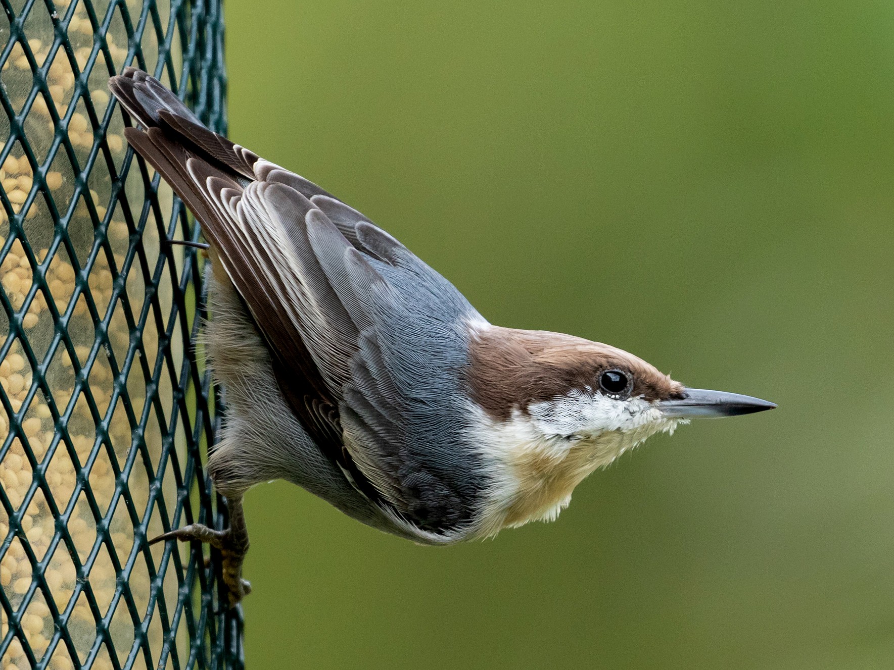 Brown-headed Nuthatch - eBird