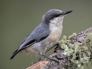 Pygmy Nuthatch - eBird