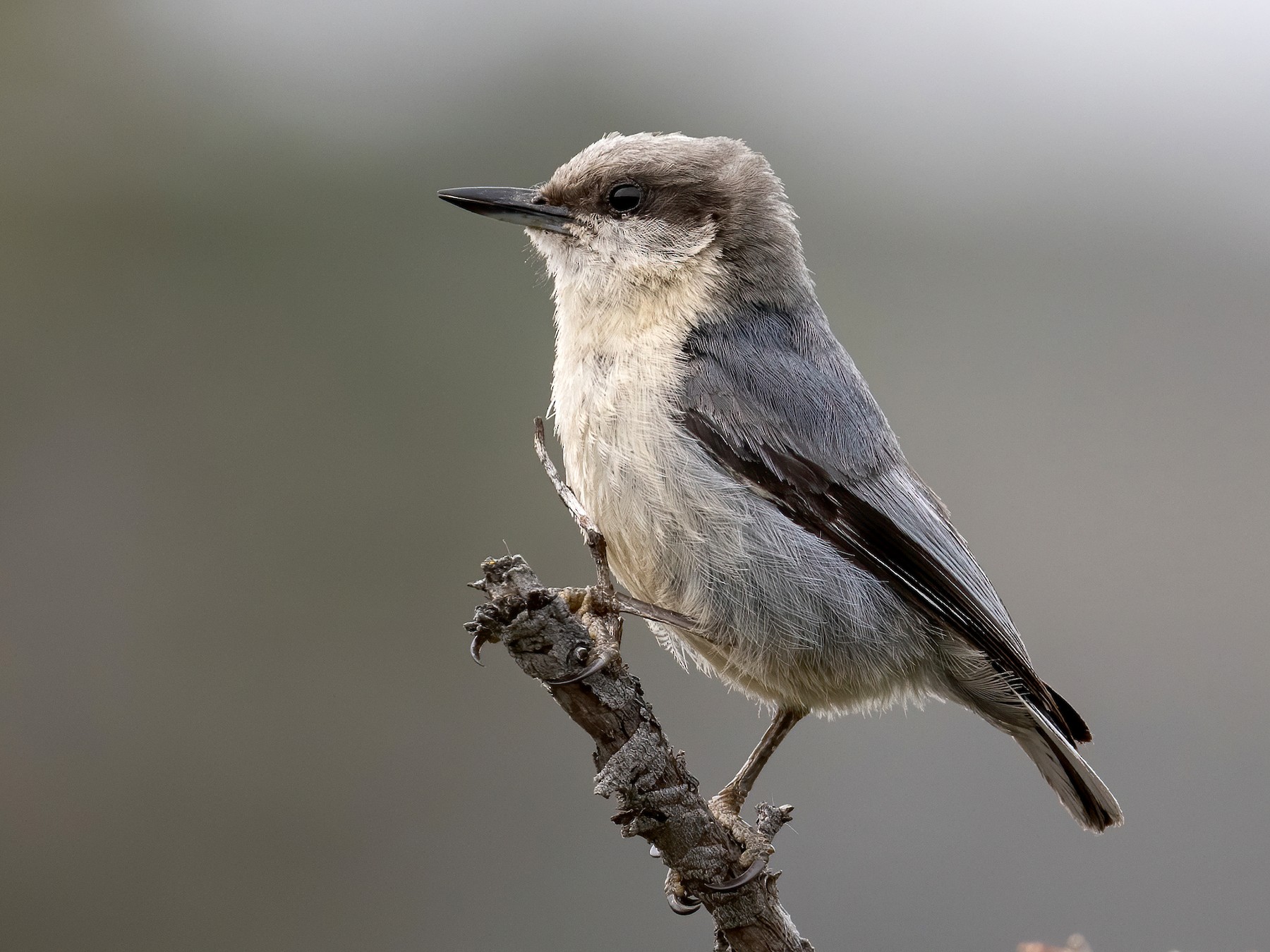 Pygmy Nuthatch - eBird