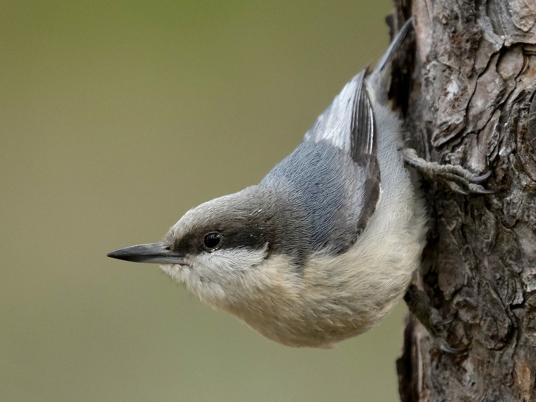 Pygmy Nuthatch - eBird