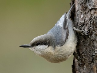 Pygmy Nuthatch - eBird