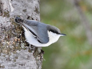 Pygmy Nuthatch - eBird