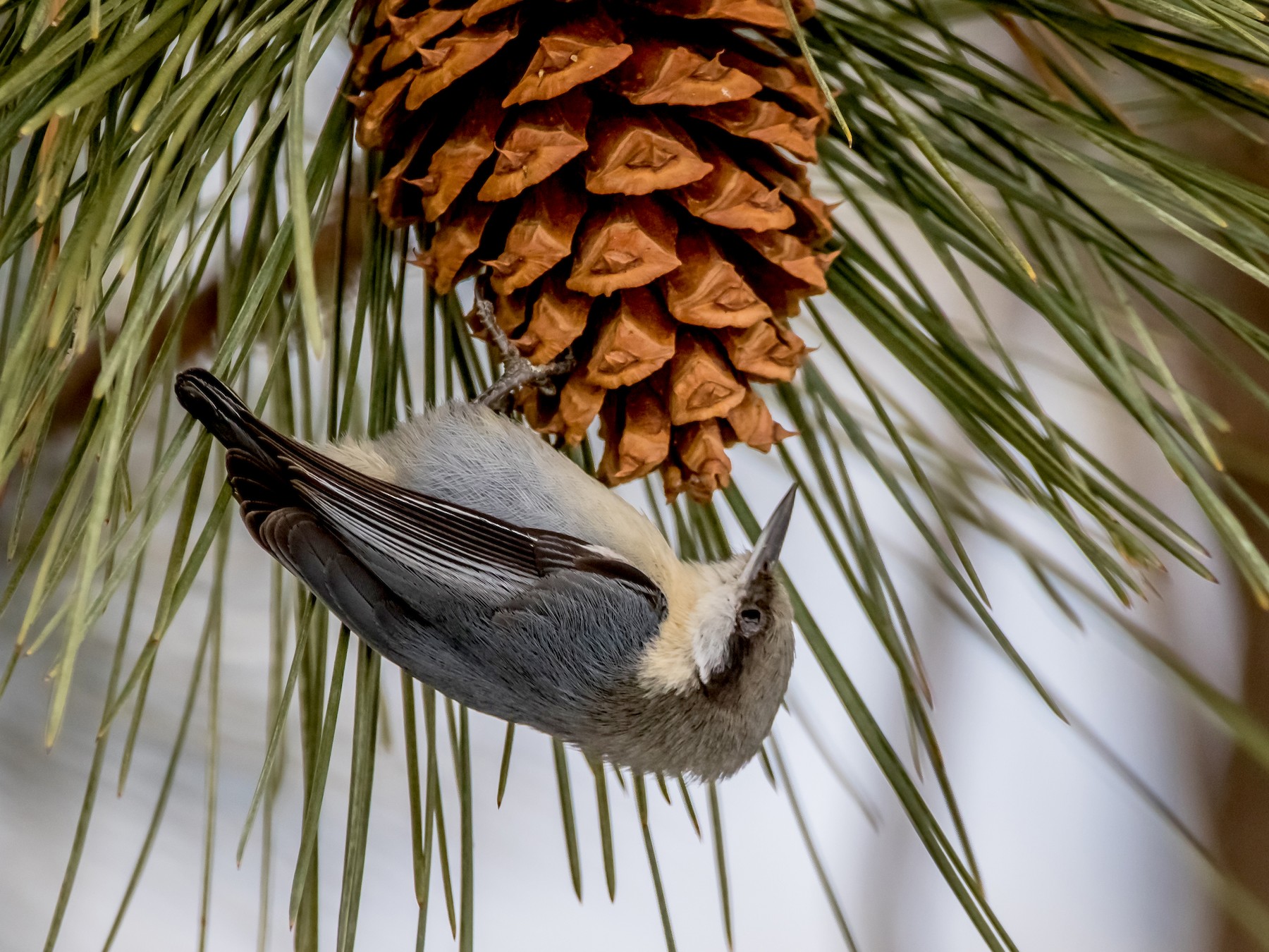 Pygmy Nuthatch - eBird