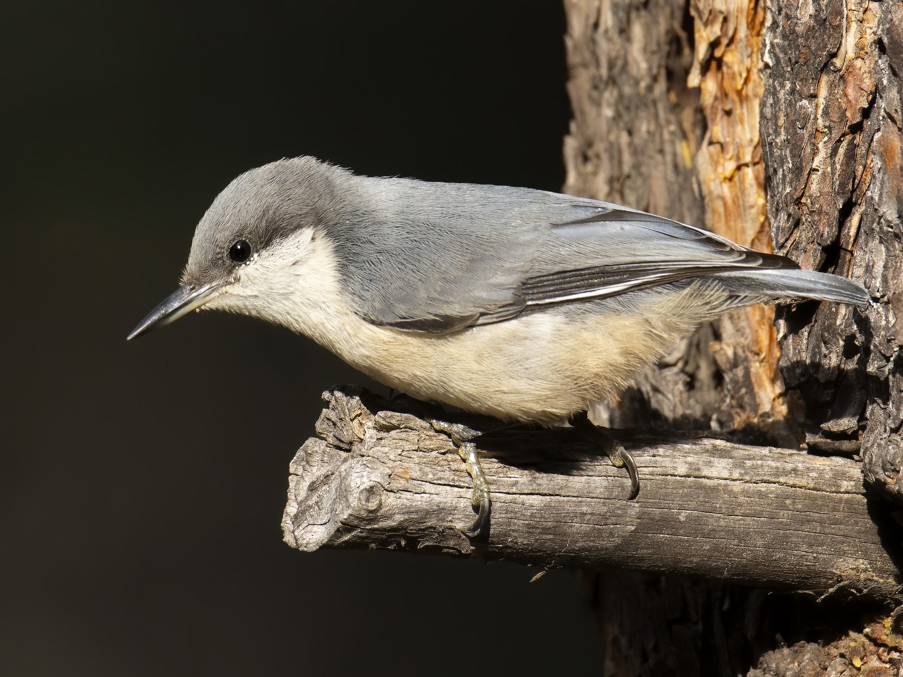 Pygmy Nuthatch - eBird