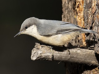 Pygmy Nuthatch - eBird