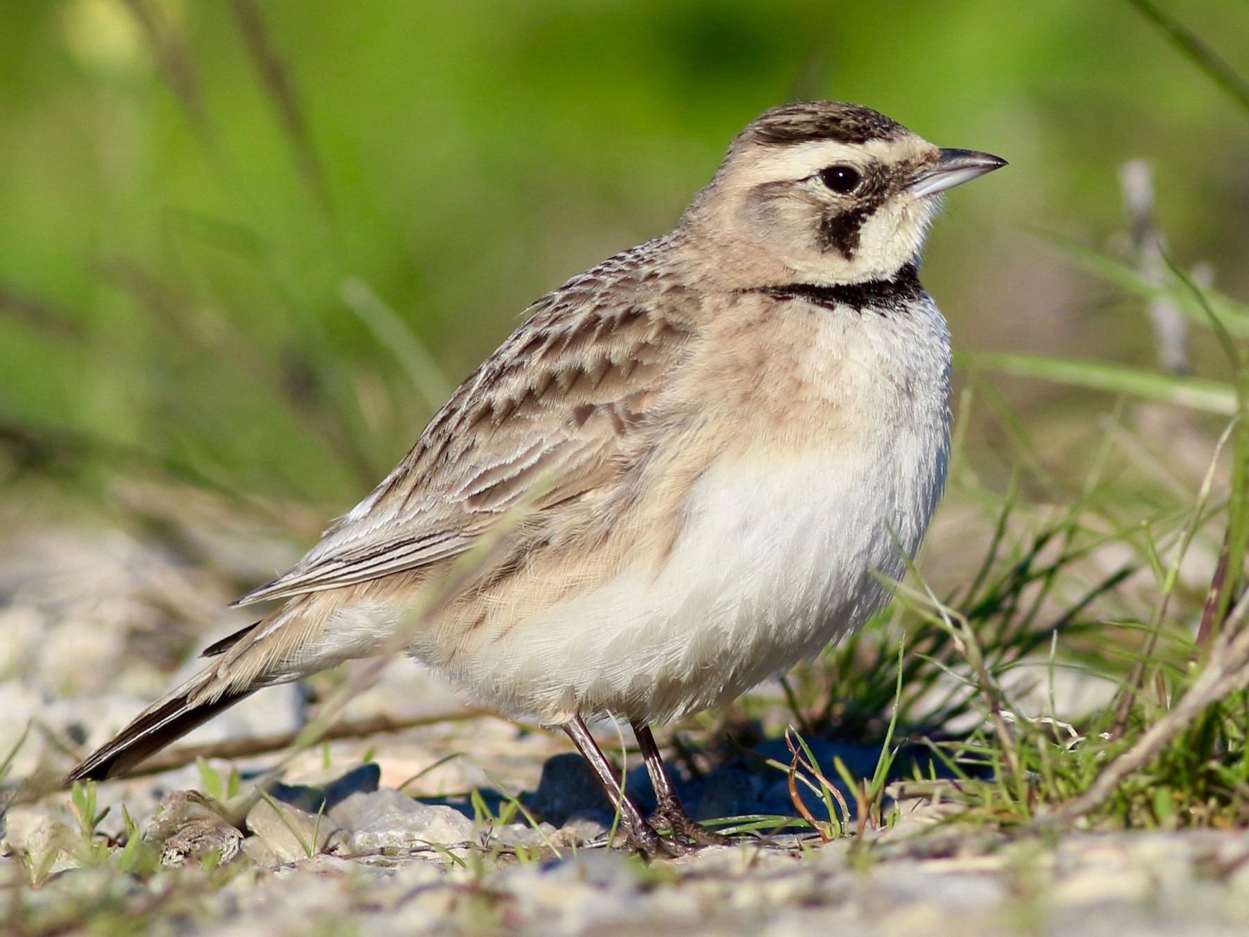 Horned Lark - eBird