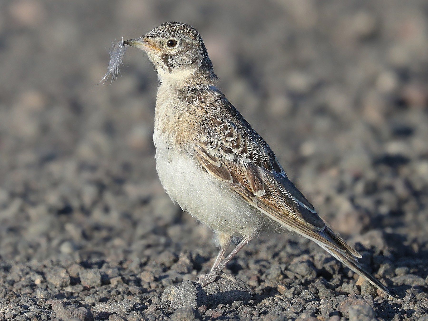 Horned Lark - eBird
