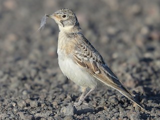 Female Horned Lark
