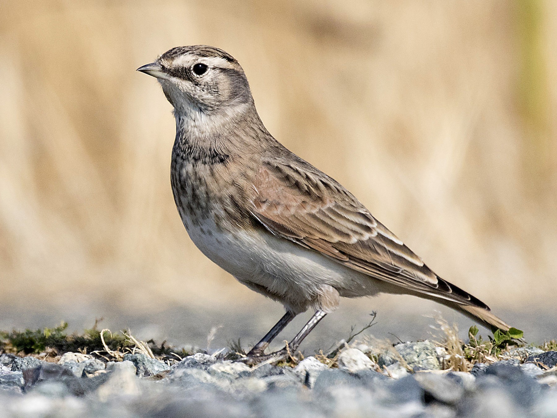 Horned Lark - eBird