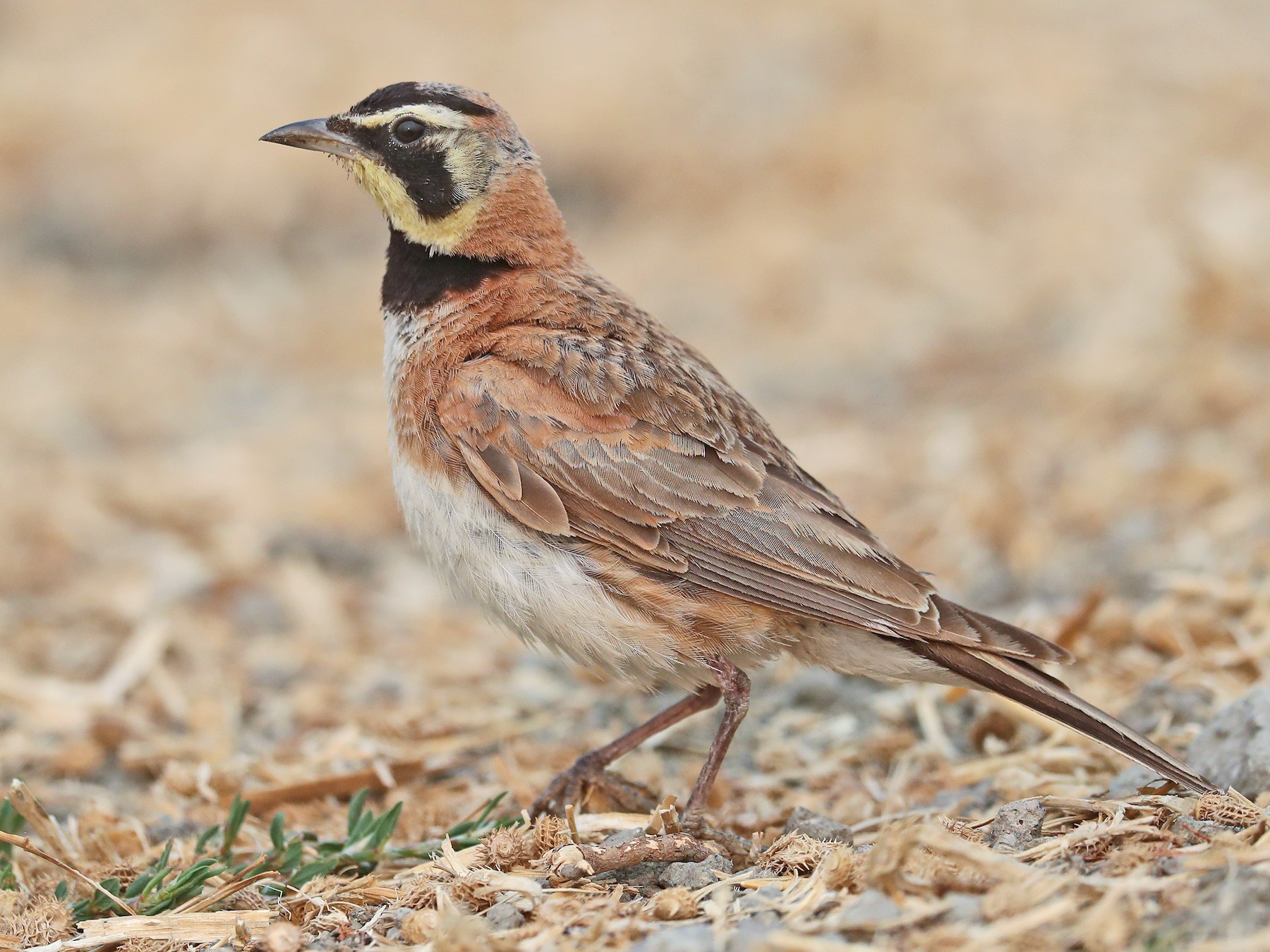Horned Lark - eBird